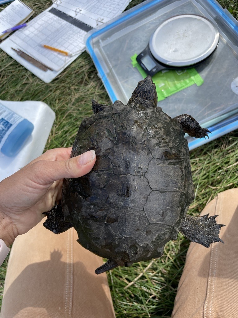 Turtle Research at Glenwood’s Santos Pond | Land Trust Santa Cruz