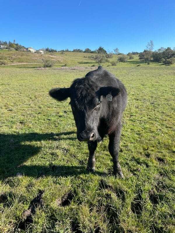 Have You Seen this Cow? | Land Trust Santa Cruz